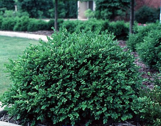 Best Landscaping Plants St. Louis Missouri Signature Landscapes & Design