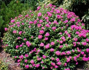 Best Landscaping Plants St. Louis Missouri Signature Landscapes & Design