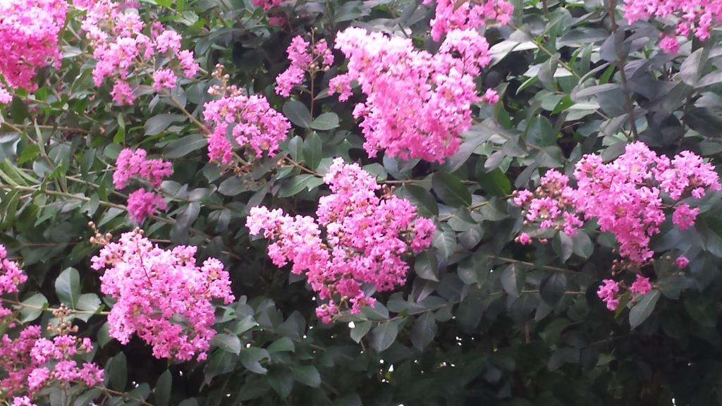 Plant Lagerstroemia indica 'Hopi' - Signature Landscapes And Design