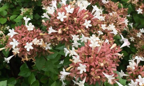 Best Deciduous Shrubs for St. Louis