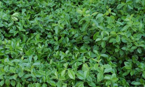 Best Ground Covers For St. Louis Missouri - Signature Landscapes And Design