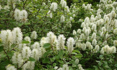 Best Deciduous Shrubs For St. Louis Missouri - Signature Landscapes And ...