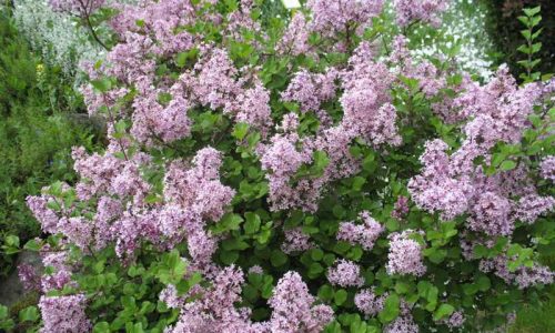 Best Deciduous Shrubs For St. Louis Missouri - Signature Landscapes And ...